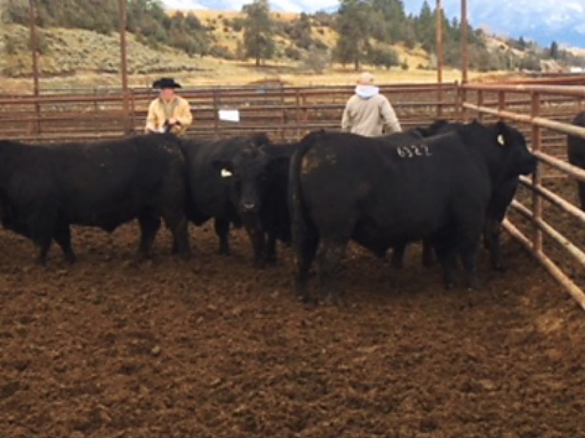 Mytty Angus Ranch Production Bull Sale | TSLN.com