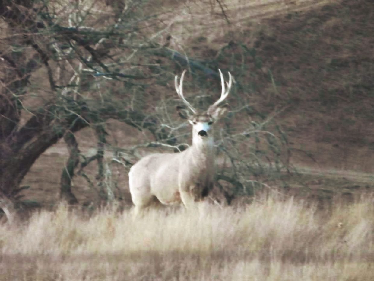 Montana: CWD sample comes back suspect | TSLN.com