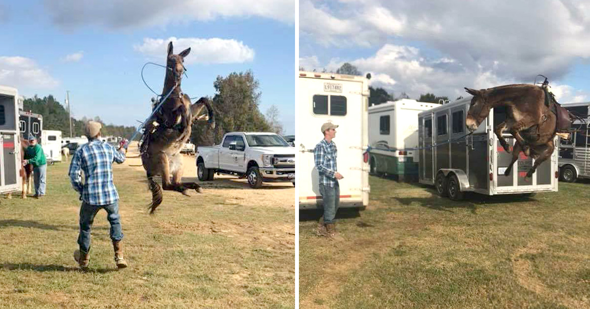 The story behind the viral “Cold-Backed” mule photos | TSLN.com