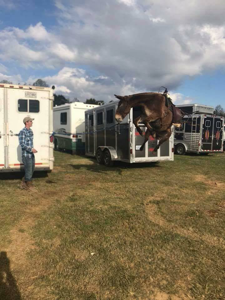 The story behind the viral “Cold-Backed” mule photos | TSLN.com