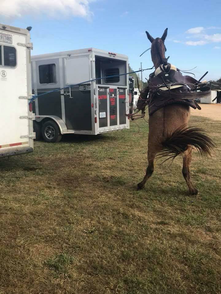 The story behind the viral “Cold-Backed” mule photos | TSLN.com
