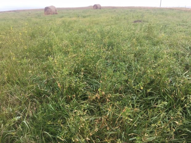 Adding legumes to grass systems may improve forage value | TSLN.com