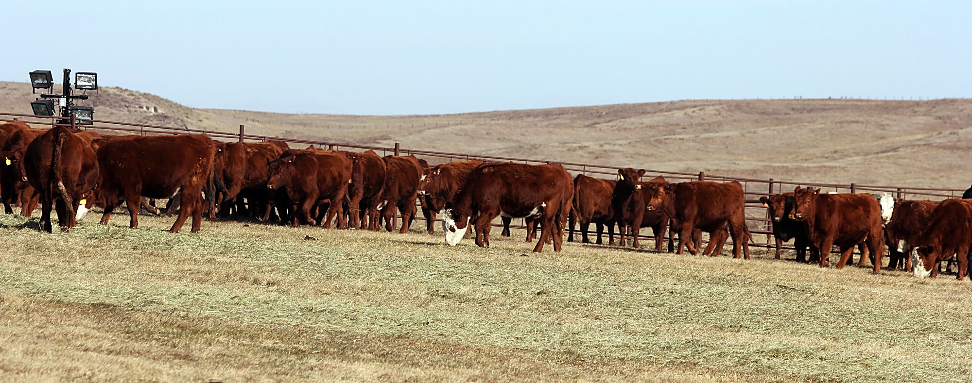 2017 Cross Diamond Cattle Company 8th Annual Production Sale | TSLN.com