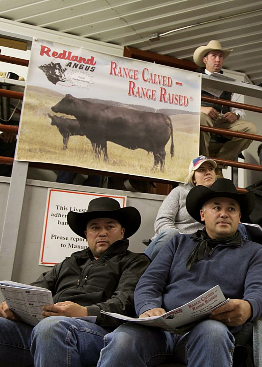 Redland Angus: Range Calved – Range Raised | TSLN.com