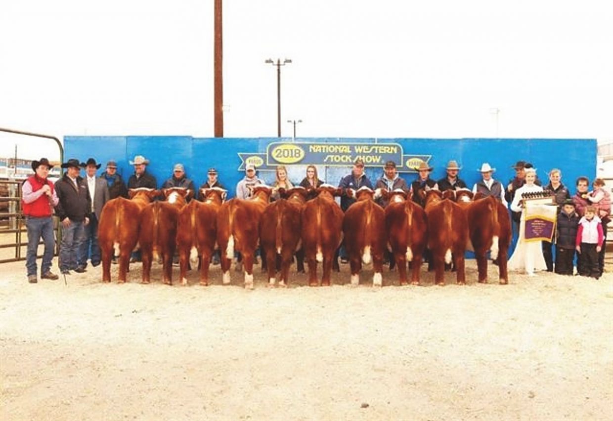 NWSS Hereford Carload | TSLN.com