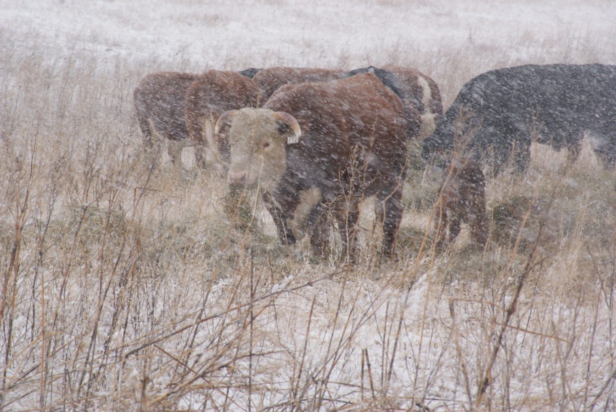 Out of the Wind: Planning windbreaks for cattle | TSLN.com