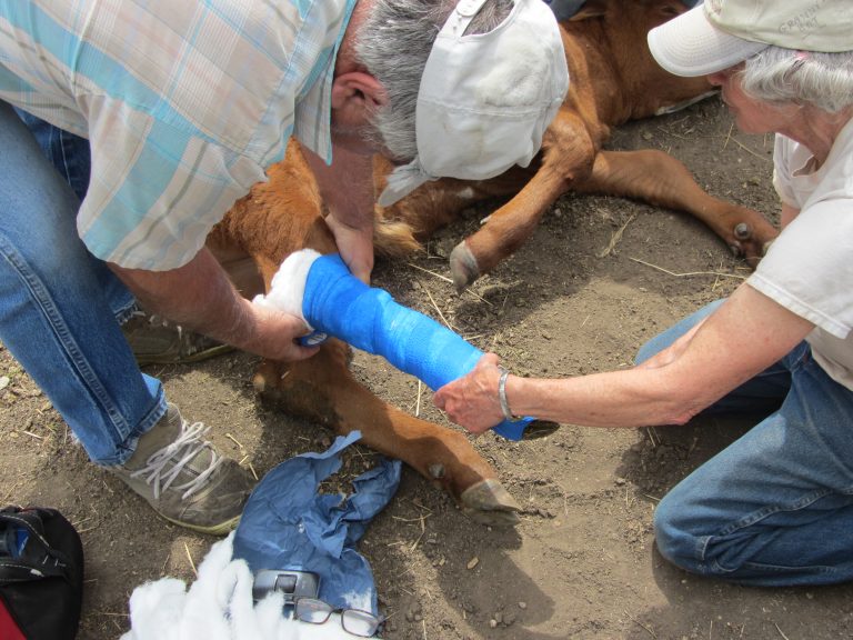 Dealing with broken bones in calves | TSLN.com