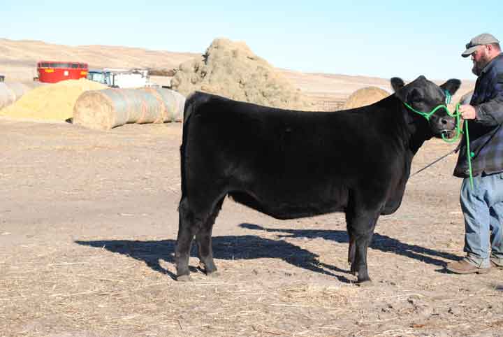 Kraye Angus makes the most of Sandhills ranching | TSLN.com