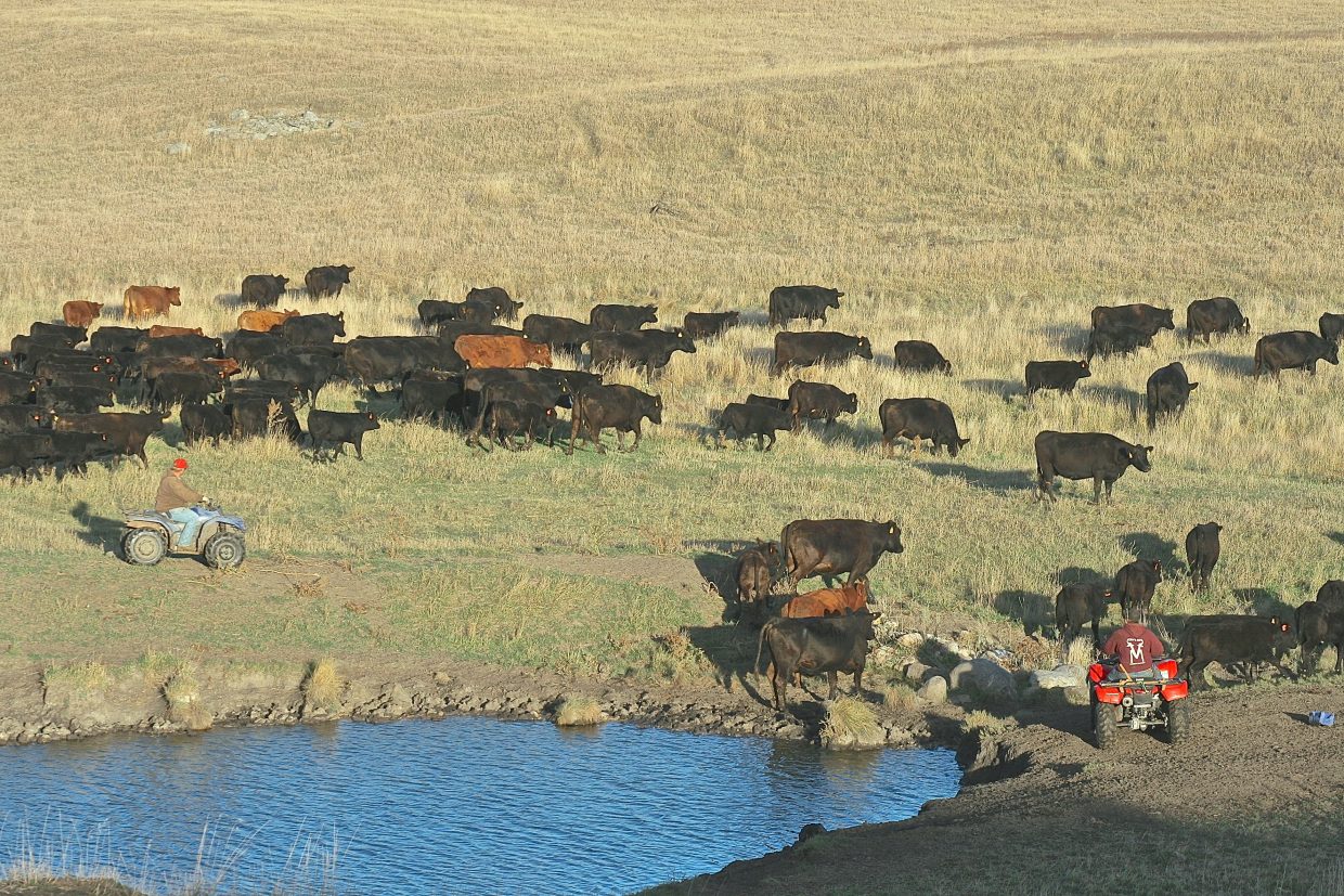 3C Christensen Ranch brings value to Simmental breed | TSLN.com