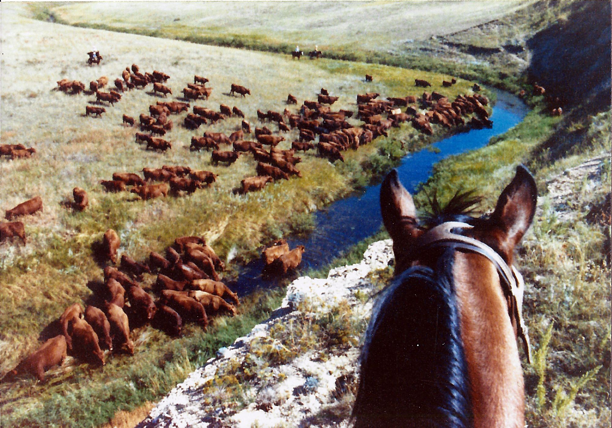Pederson Broken Heart Ranch raises Quarter Horses & Red Angus | TSLN.com