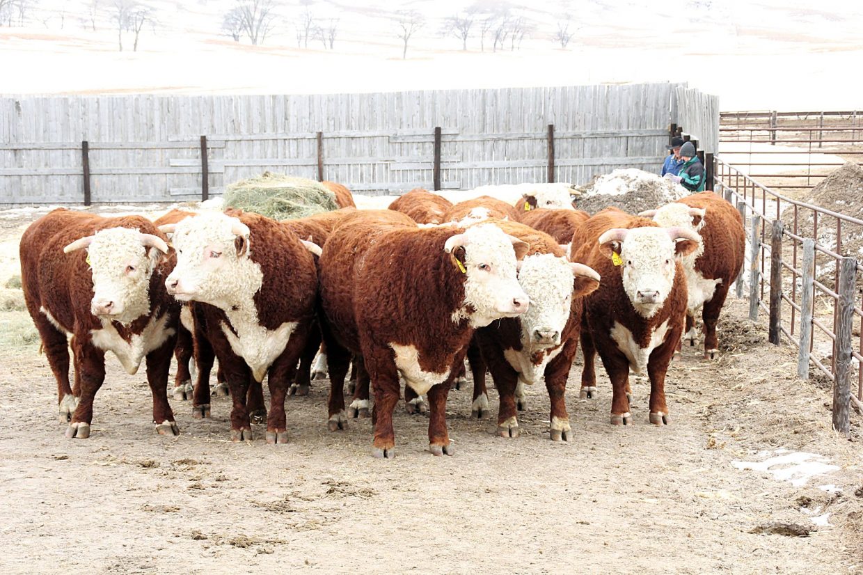 Ridder Hereford Ranch Annual Bull & Heifer Sale | TSLN.com