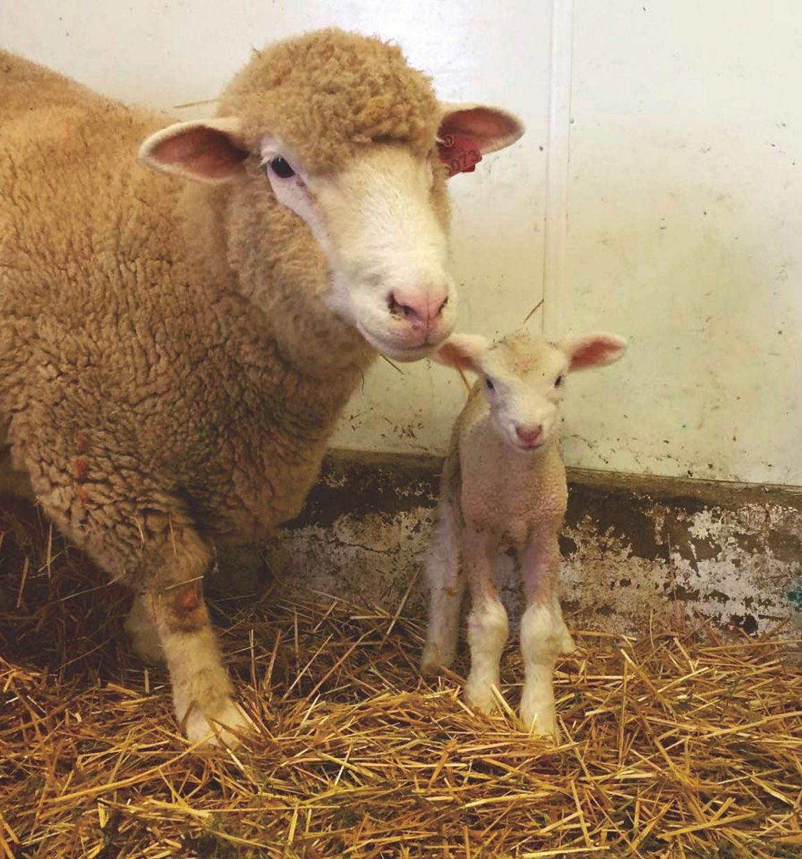 NDSU Sheep Unit to host lambing workshop | TSLN.com