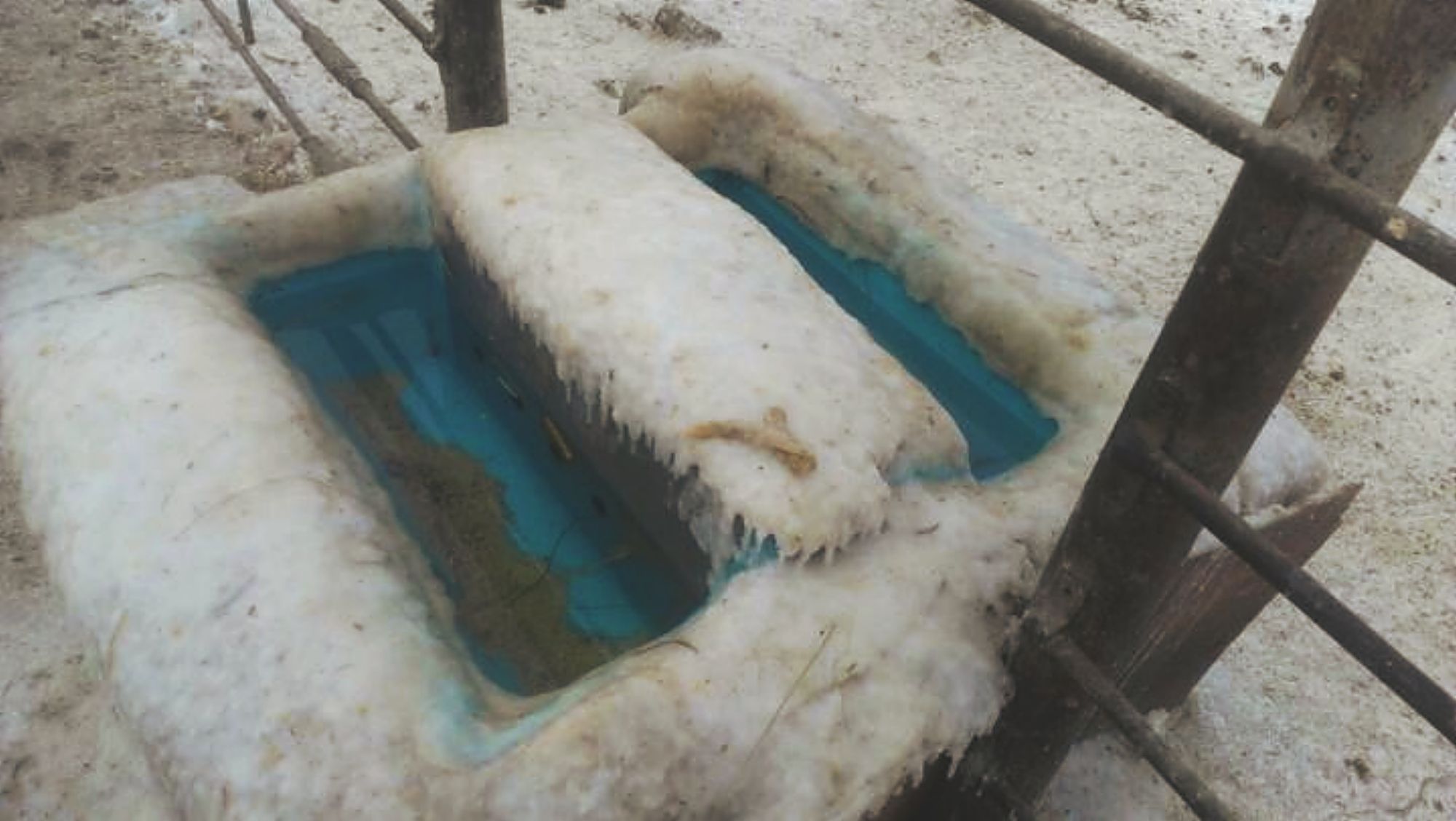 The ultimate automatic livestock waterer | TSLN.com