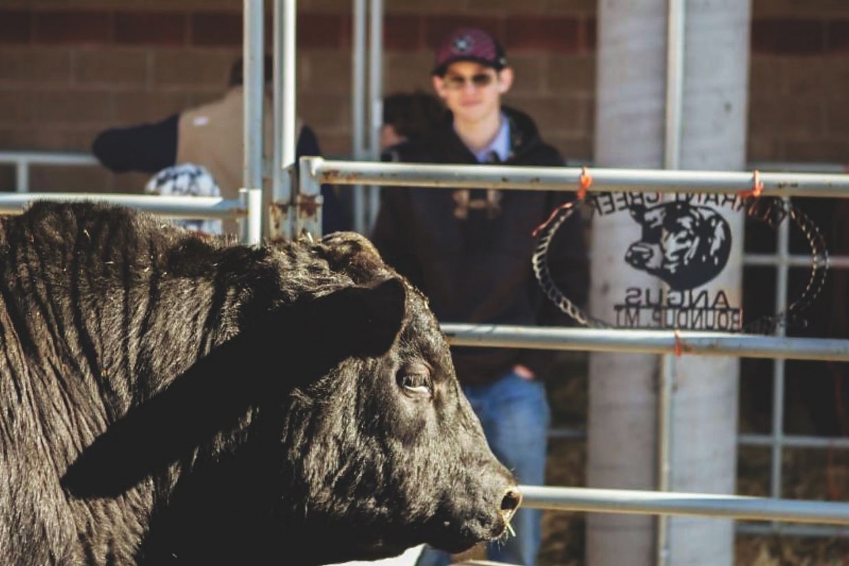 13 breeders to be featured in Bull Pen Preview | TSLN.com