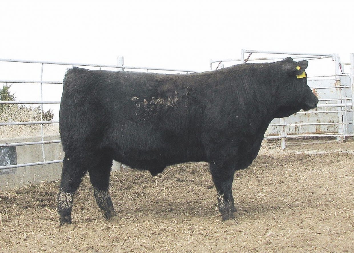 Across-breed EPD Adjustment Factor Updates | TSLN.com