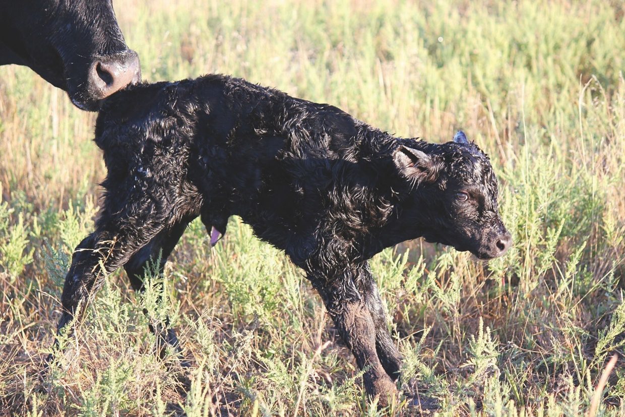 Calving, Handling Calving Difficulties | TSLN.com