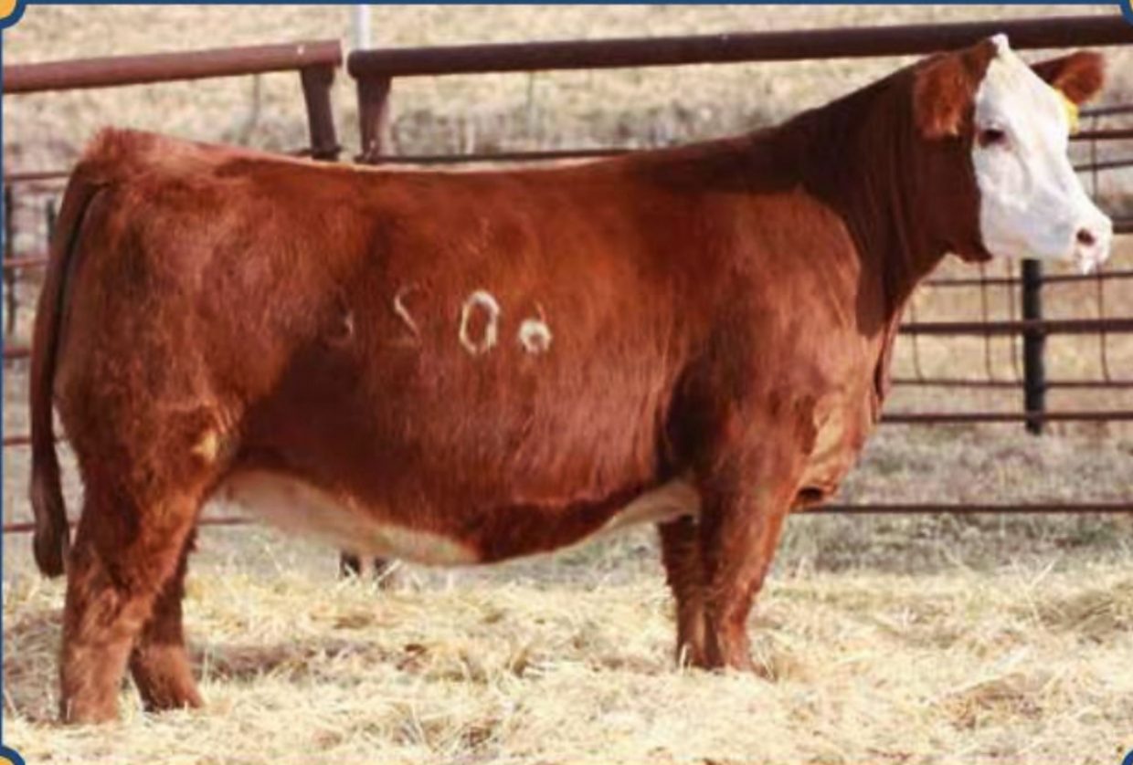 Werning Cattle Co. | TSLN.com