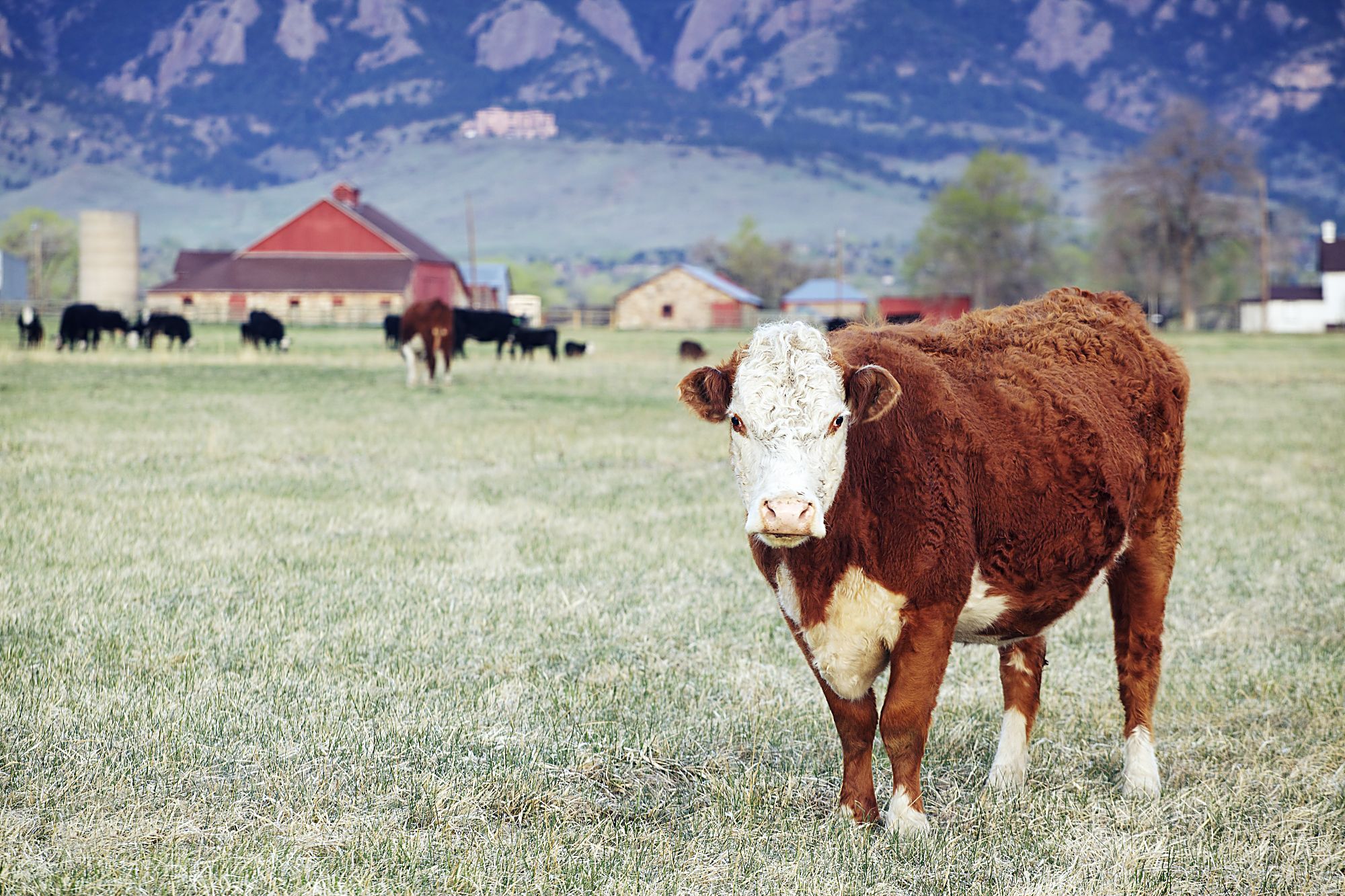 Reducing pain and stress becoming high priority in the cattle industry ...