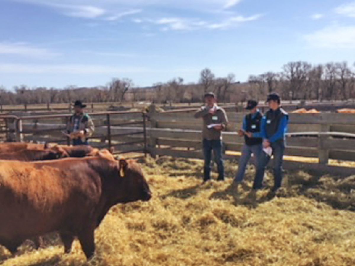 Beckton Red Angus 73rd Anniversary Production Sale | TSLN.com