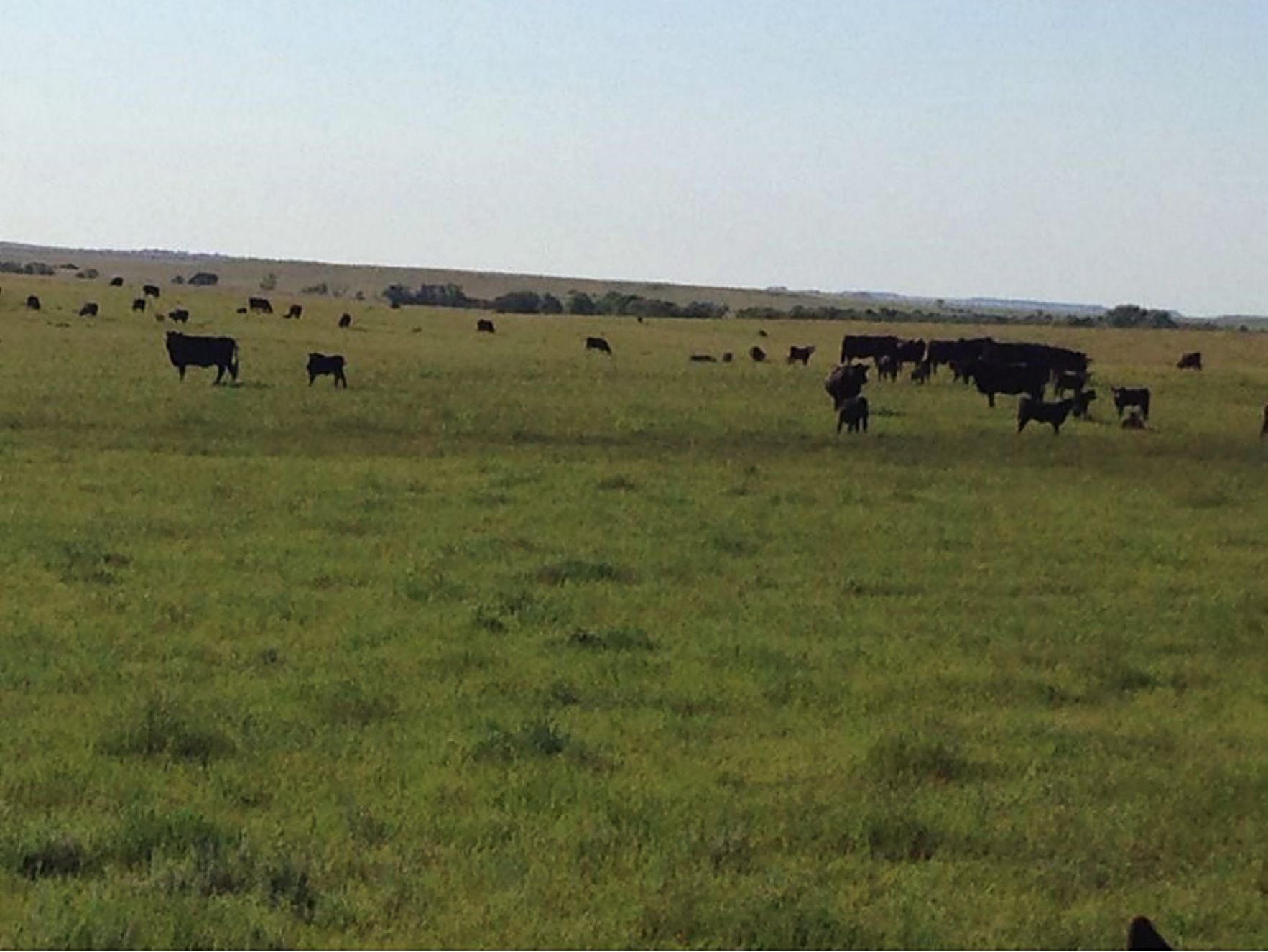 Still going strong: Fourth generation being raised on Maher Ranch ...