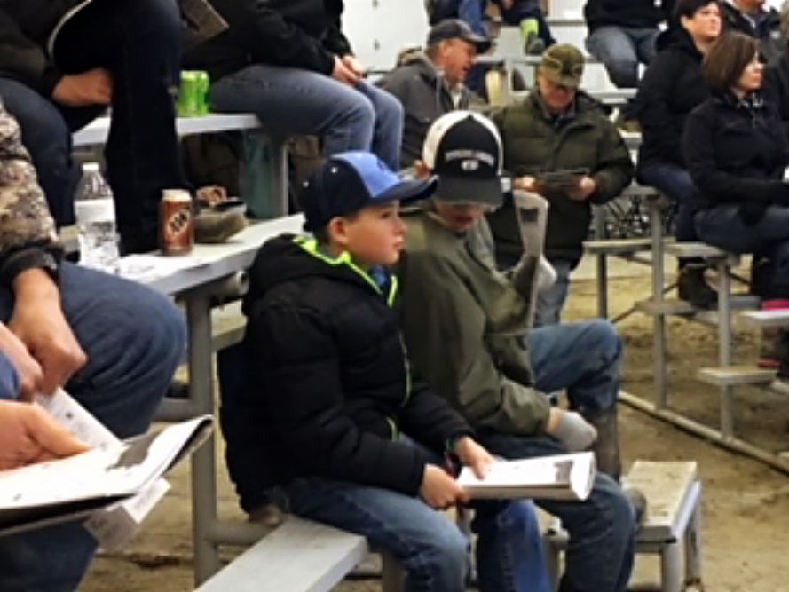 Reisig Cattle Bull and Female Sale | TSLN.com