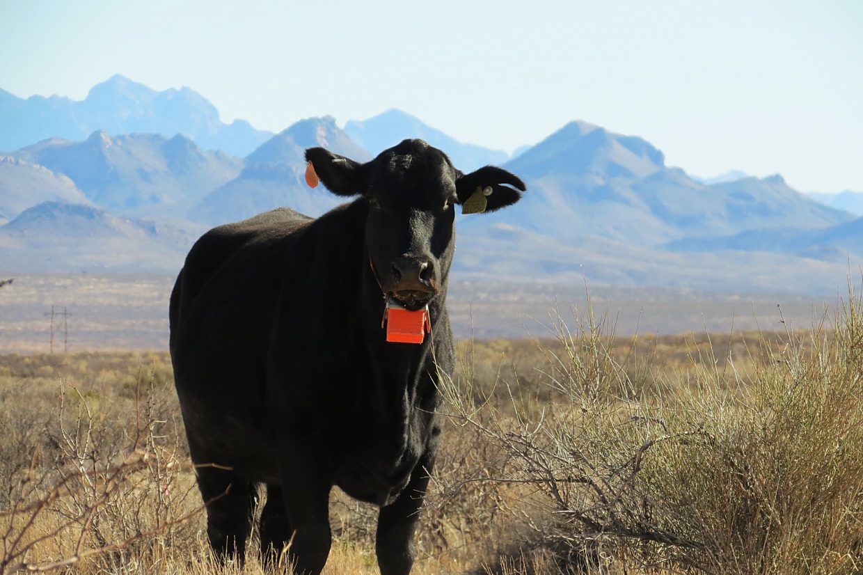 Stepping out: Researchers seek genetic information in cattle that ...