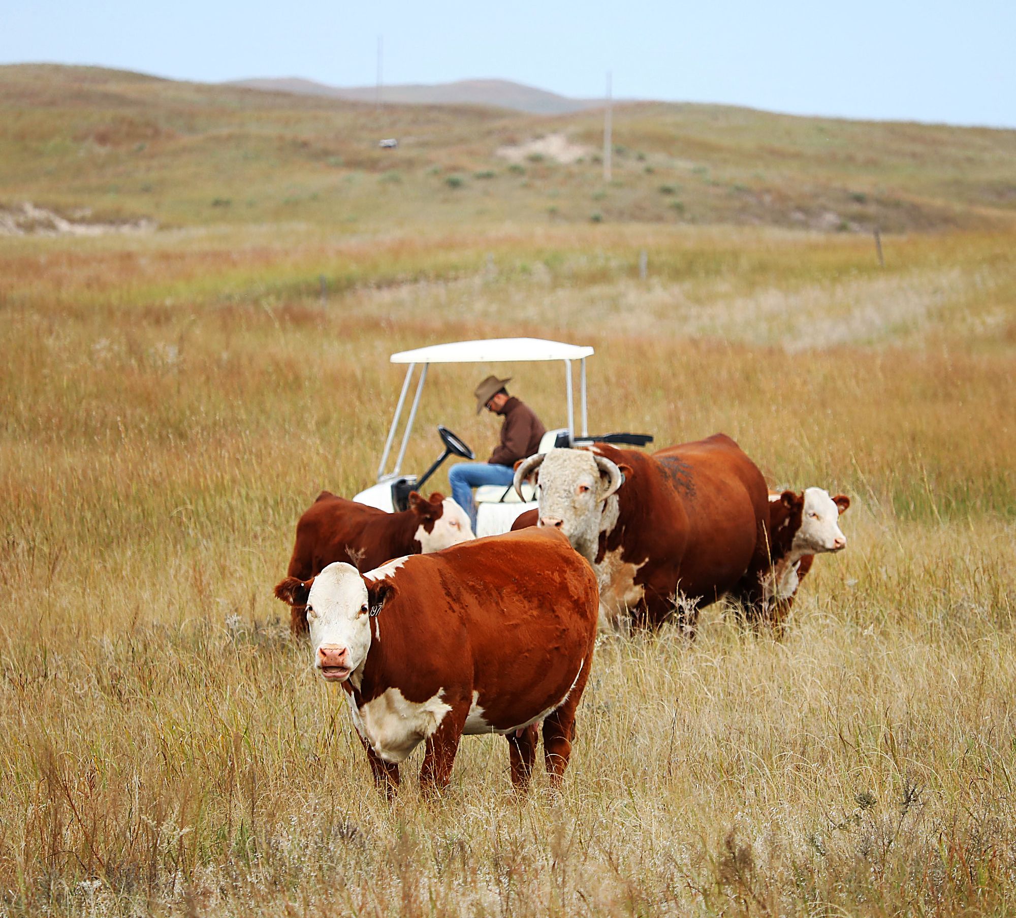 Hoffman Ranch Hereford and Angus Female Production Sale | TSLN.com