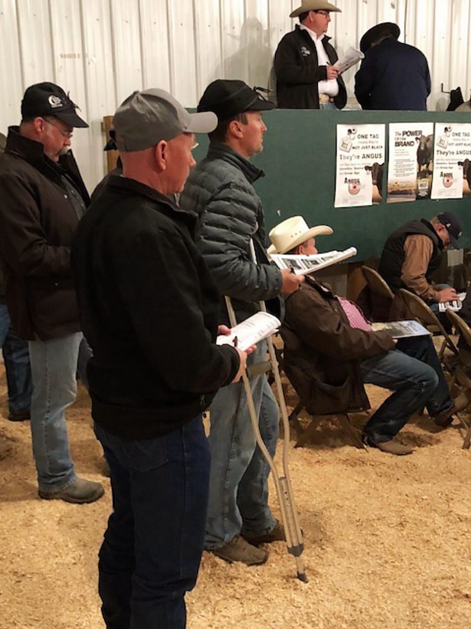Green Mountain Angus Sale | TSLN.com