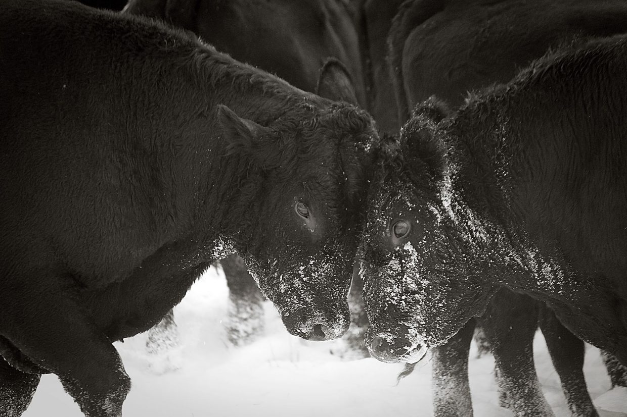 Tradition, passion and hard work keep Reminisce Angus successful | TSLN.com