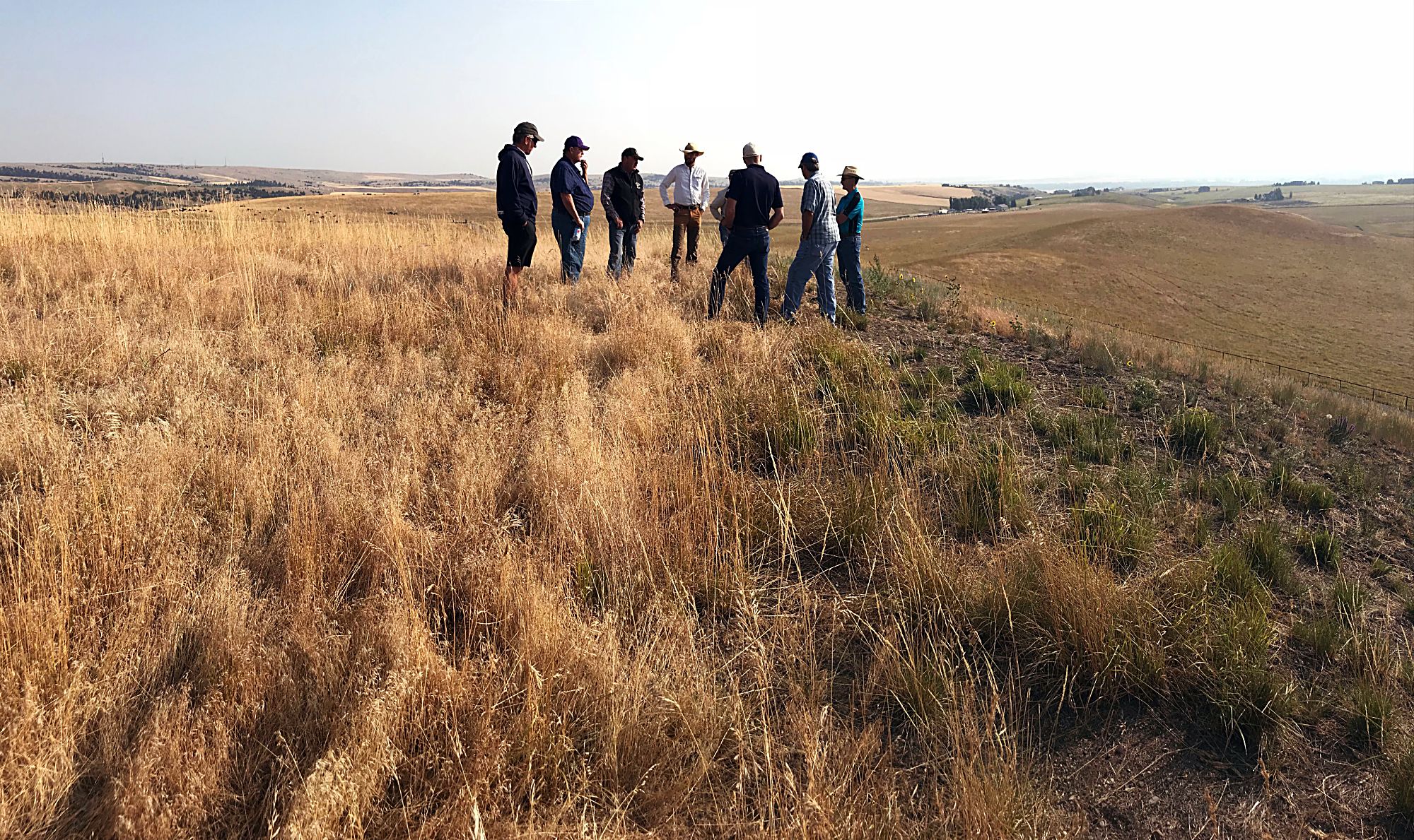 Once a cheater…chemical may help control cheatgrass | TSLN.com