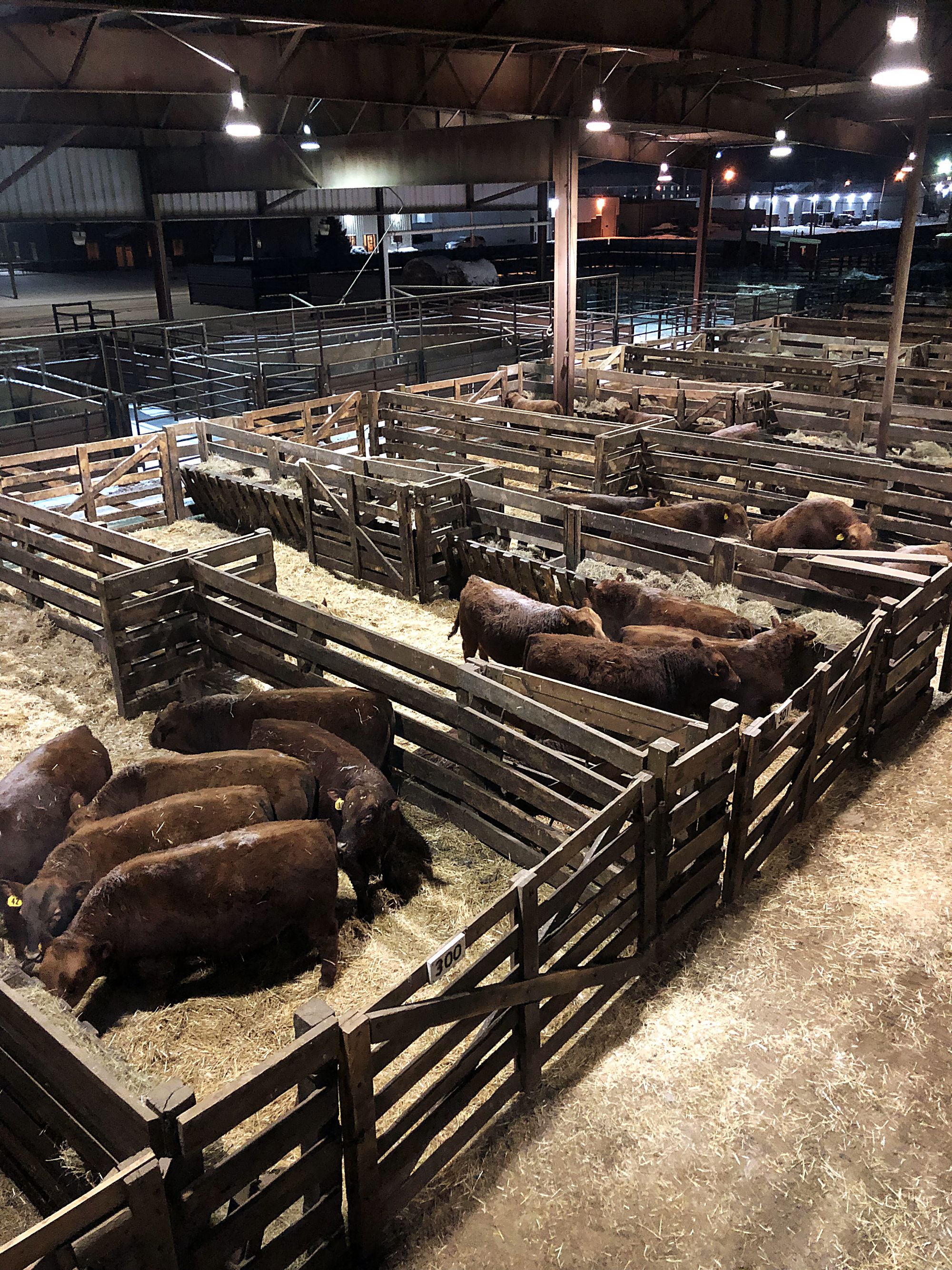 Rohrich’s Cutting Edge Ranch Annual Production Sale | TSLN.com