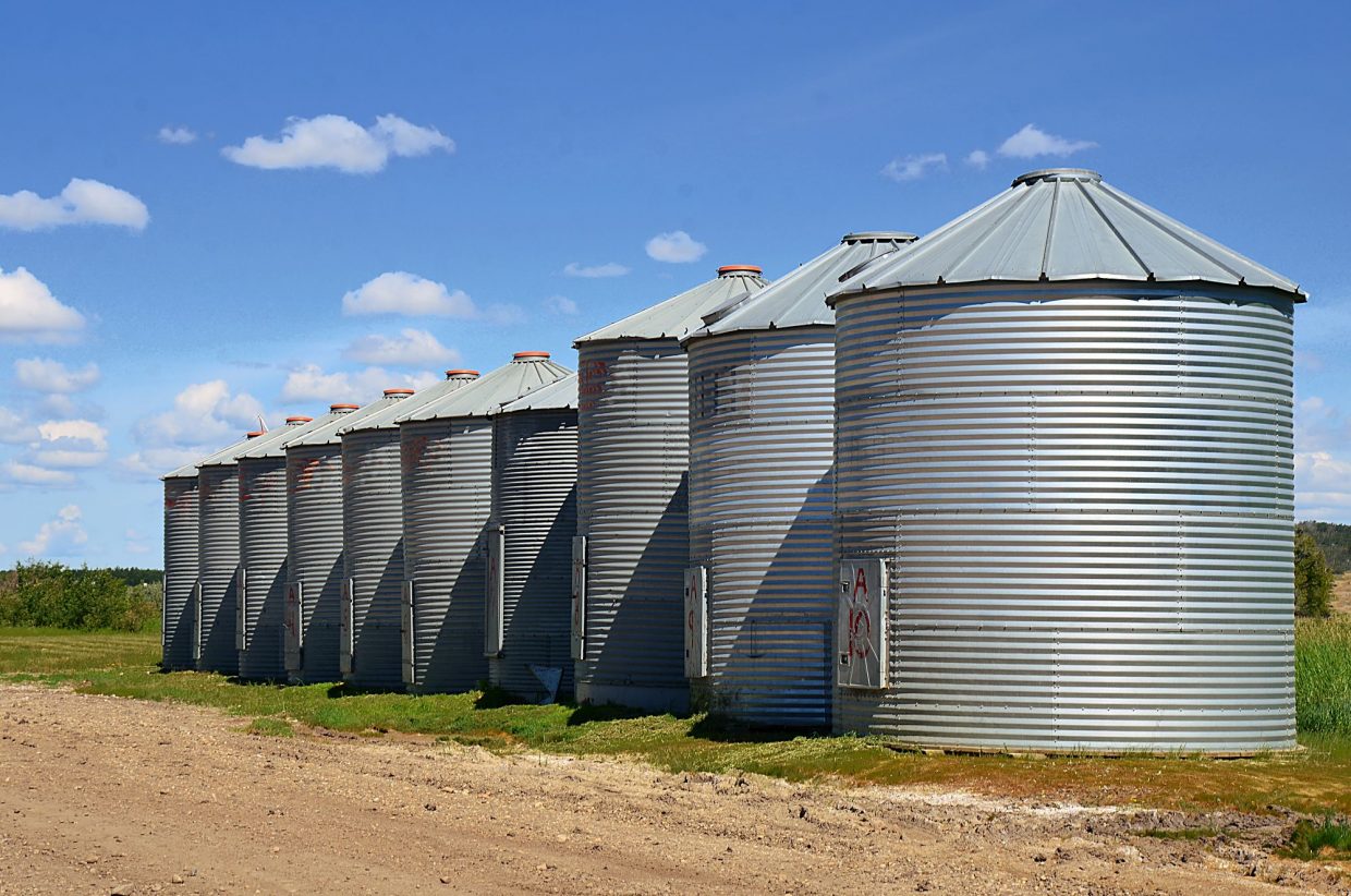 Wet Corn: Storage and late harvest options | TSLN.com