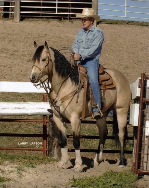 Remembering Smoothie: Myers family look to their young stallions after ...