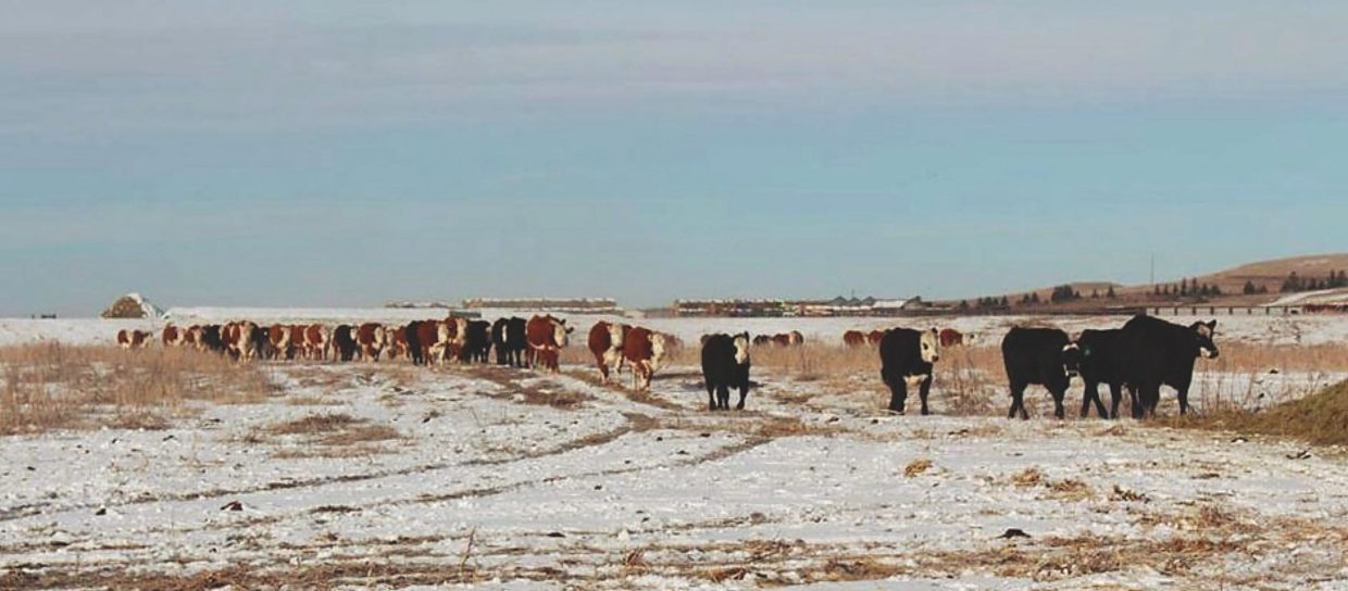 OSU: The skinny on cow weight maintenance and forage intake | TSLN.com
