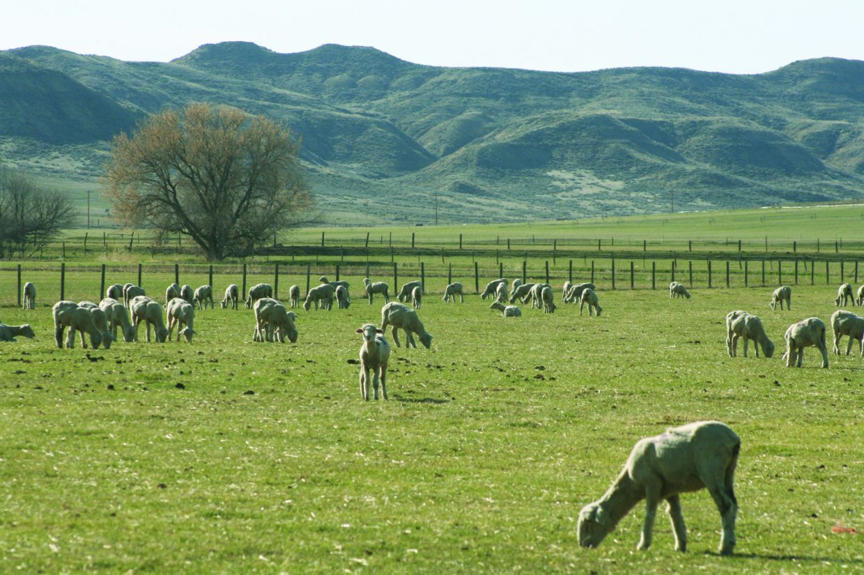 Local Lamb Promotional Funding Program taking apps | TSLN.com