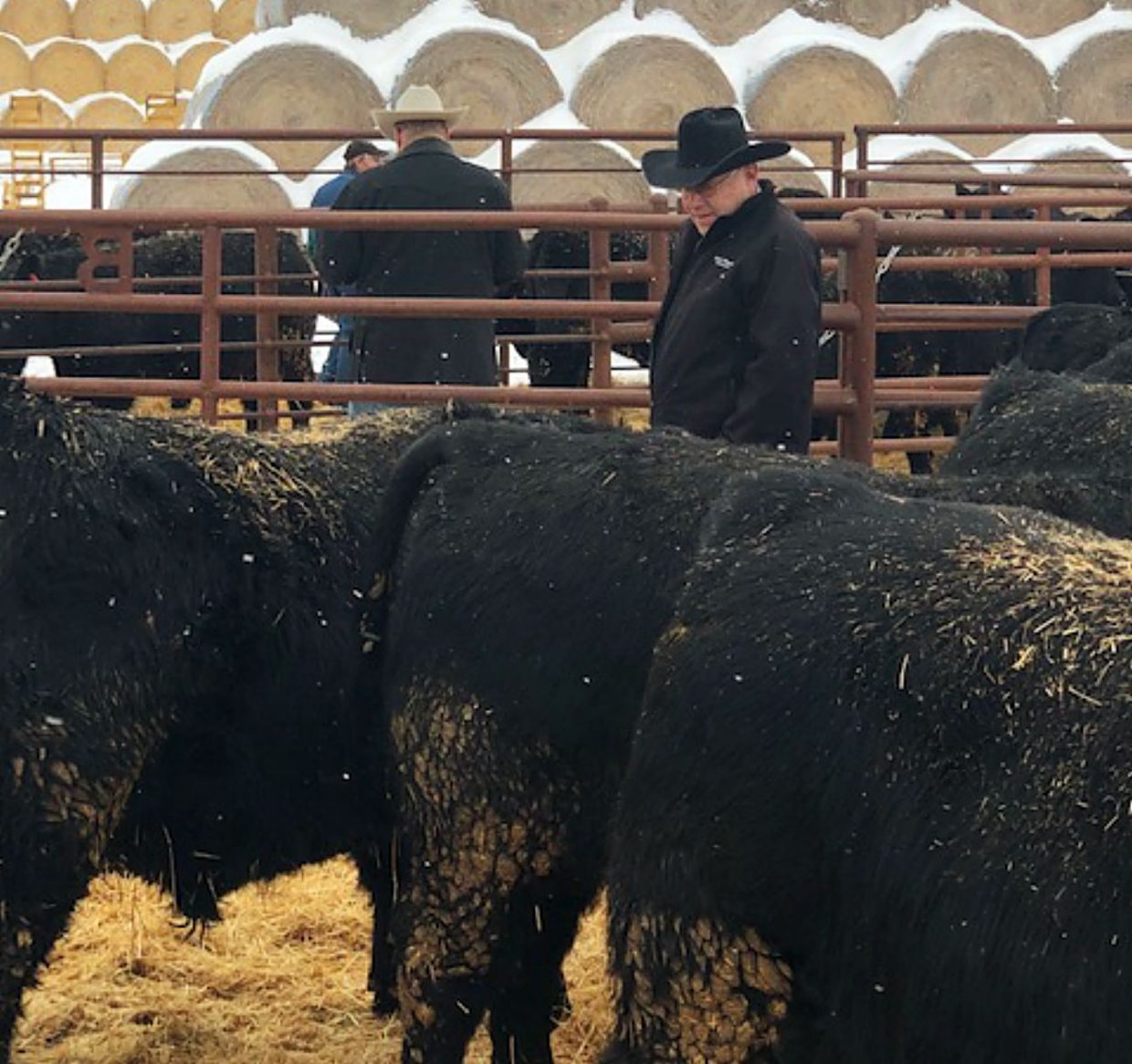 21 Angus 25th Annual Top Cut Bull Sale | TSLN.com