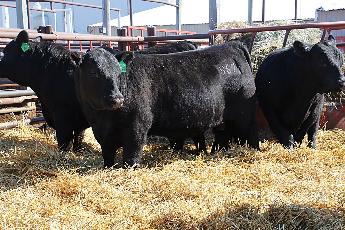 Evenson Angus 39th Annual Production Sale | TSLN.com