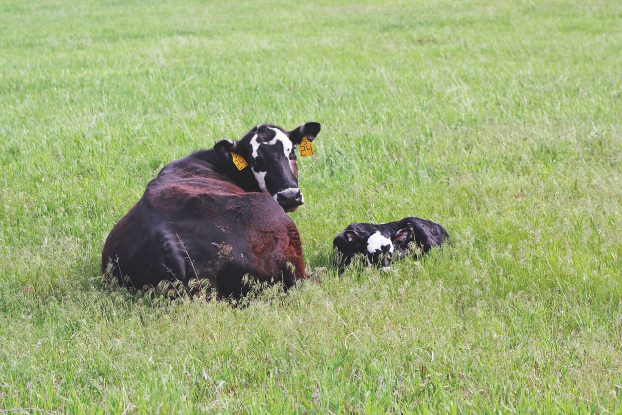 Preventing grass tetany in the lactating beef cow this spring | TSLN.com