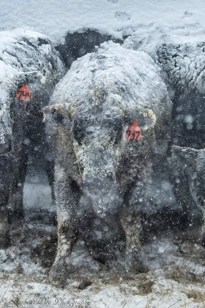 PHOTOS: March Spring Storm in Midwest Causing Major, Ongoing Issues for ...