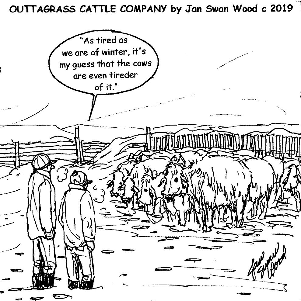 Outtagrass Cattle Co. cartoon by Jan Swan Wood | TSLN.com