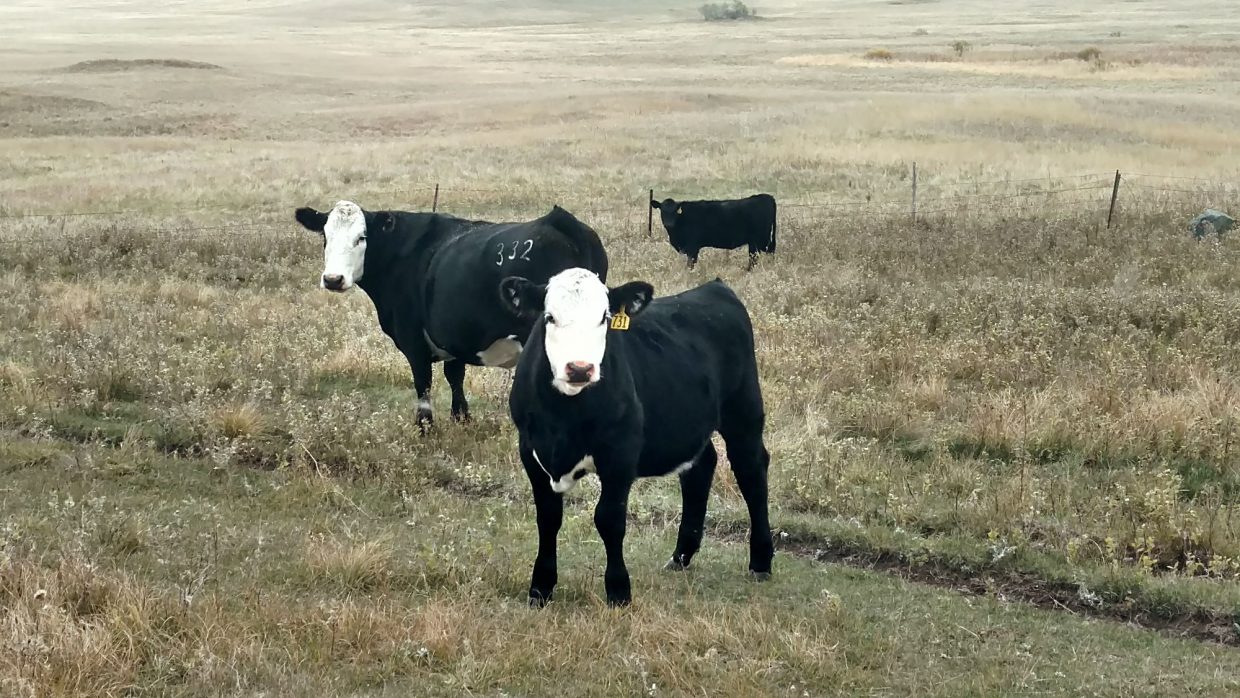 Consider alternatives to early grazing | TSLN.com