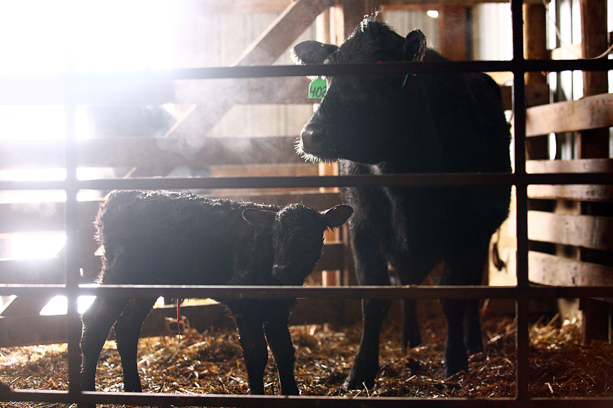 How Early is Too Early? Are gestation lengths changing in cattle ...