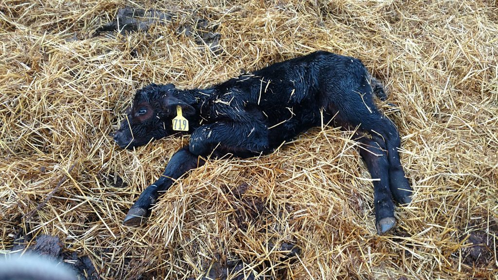 Scours a Problem in N.D. Calves | TSLN.com
