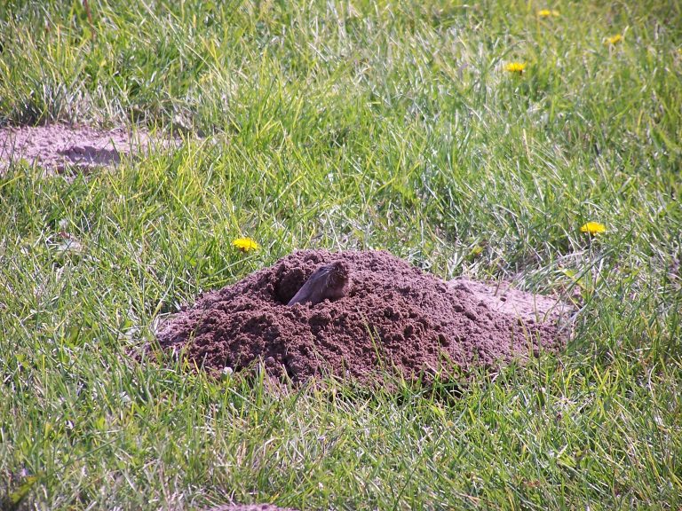 Pocket Gophers: Simple annoyance or management problem? | TSLN.com