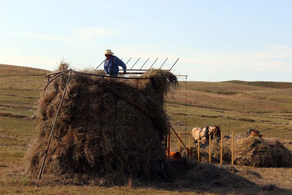 Haying horsepower: Nebraska ranchers still use four-legged workers ...