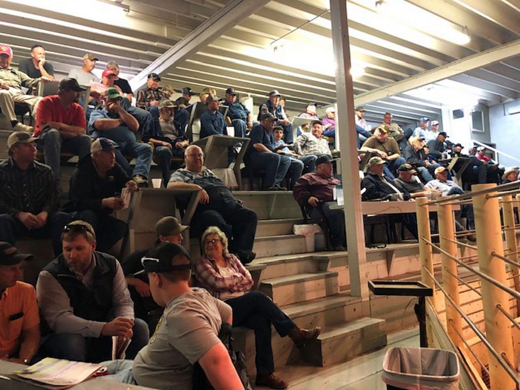 Bruner Angus Ranch – Turn out Bull Sale | TSLN.com