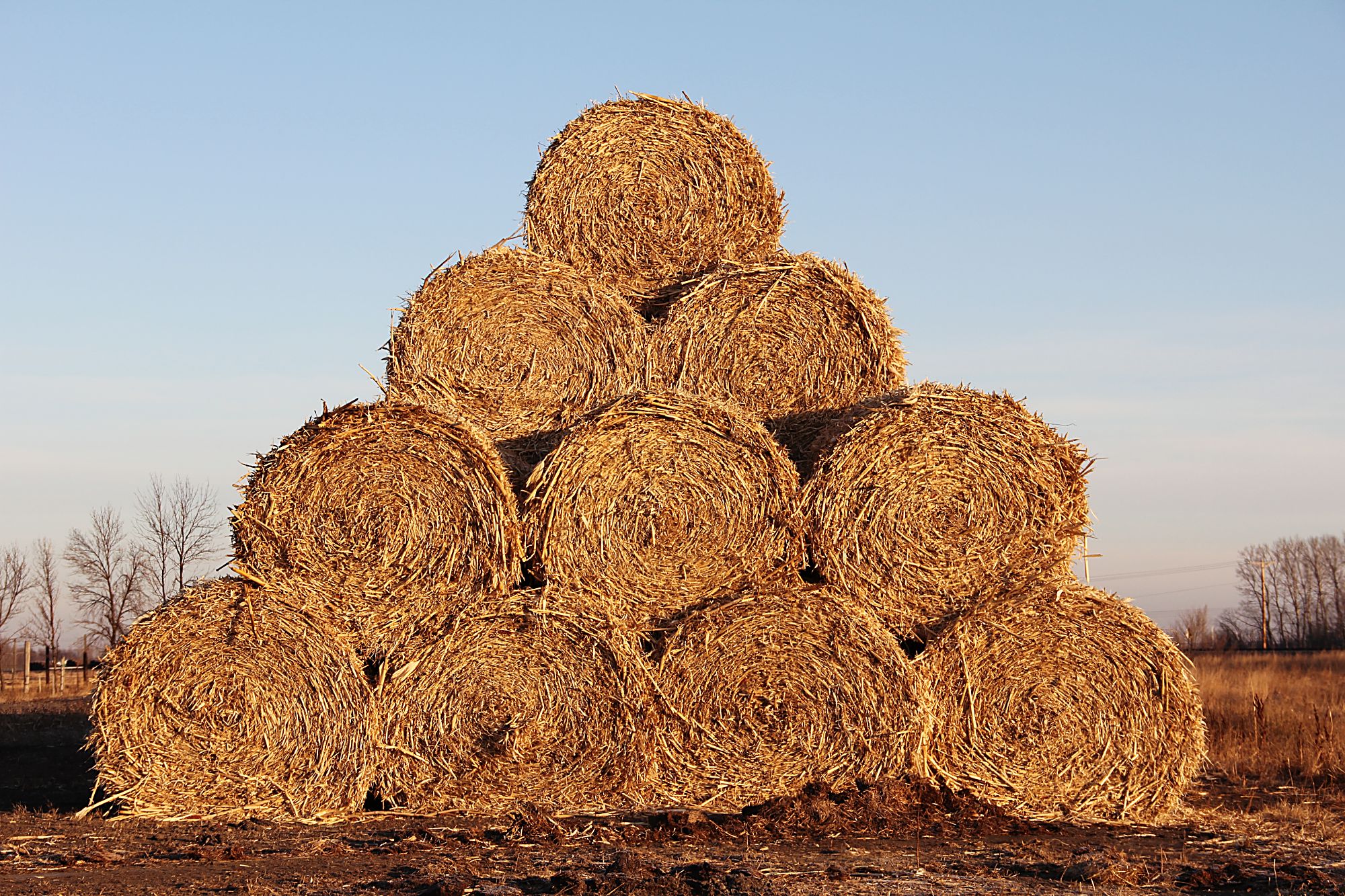 FeedList Connects Livestock Feed Buyers, Sellers | TSLN.com