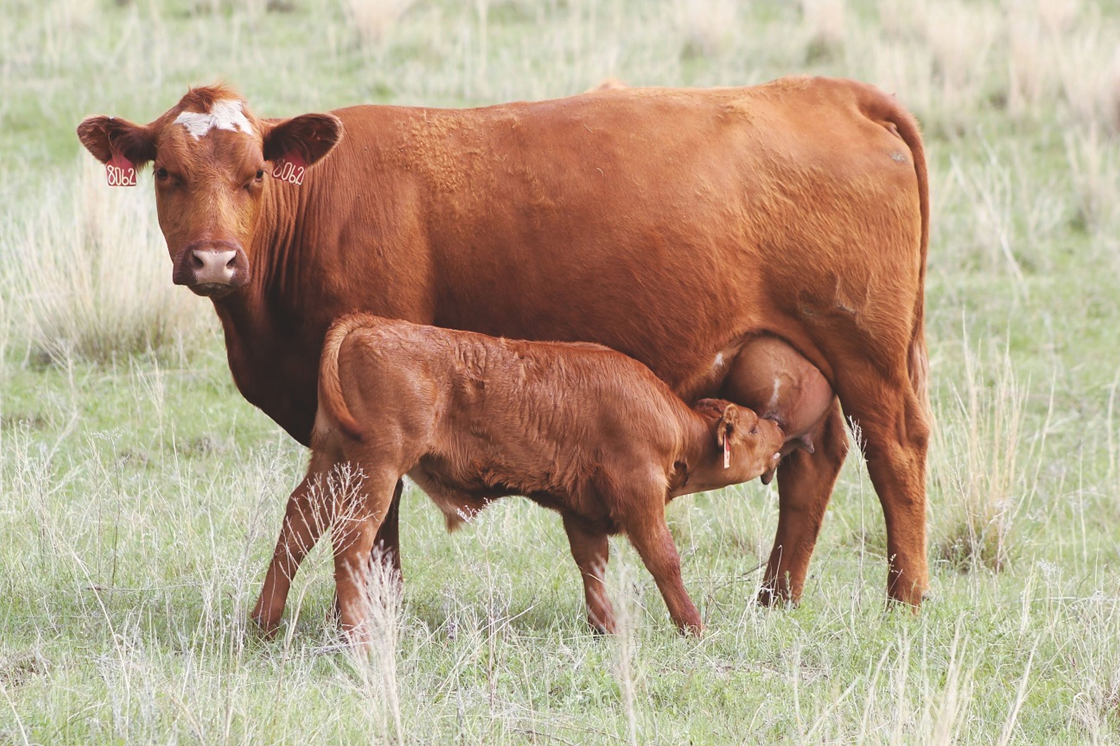 Cow Udder Score and Calf Performance in the Nebraska Sandhills – A ...