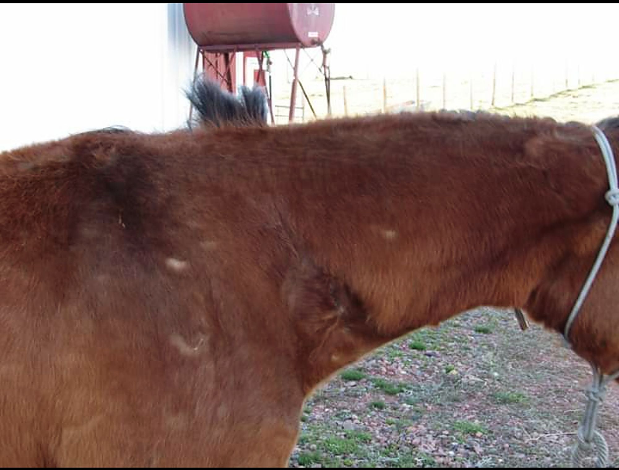 Dealing with horse injuries, issues | TSLN.com