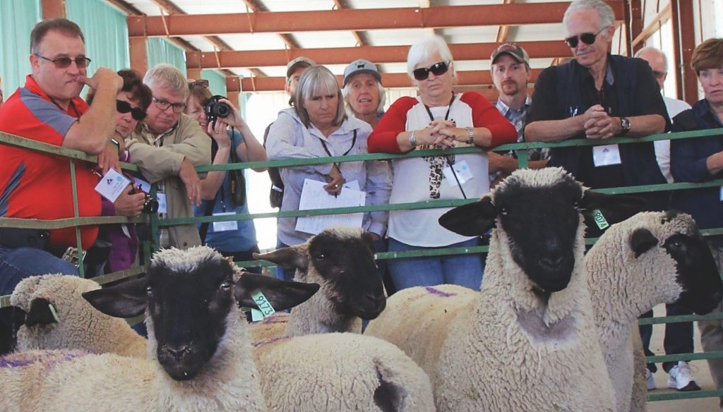 Meeting the Needs of the New Lamb Consumer | TSLN.com